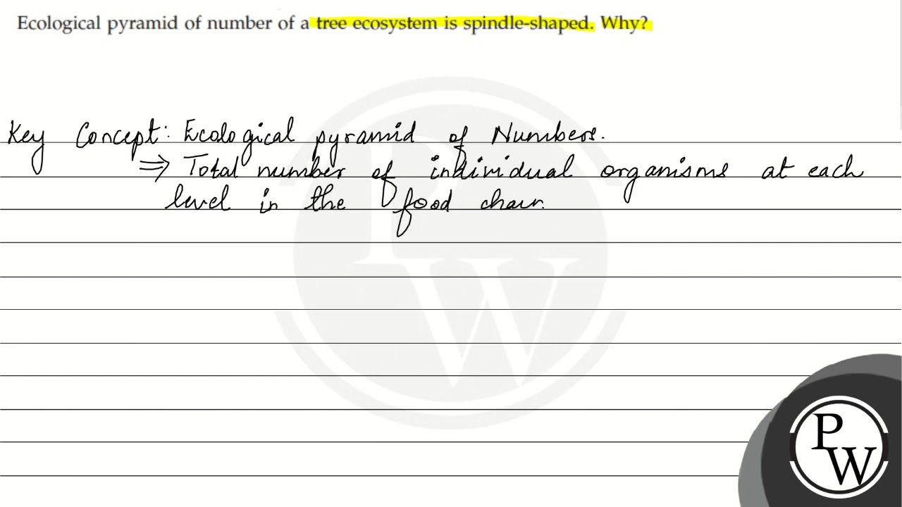 Ecological pyramid of number of a tree ecosystem is spindle-shaped ...