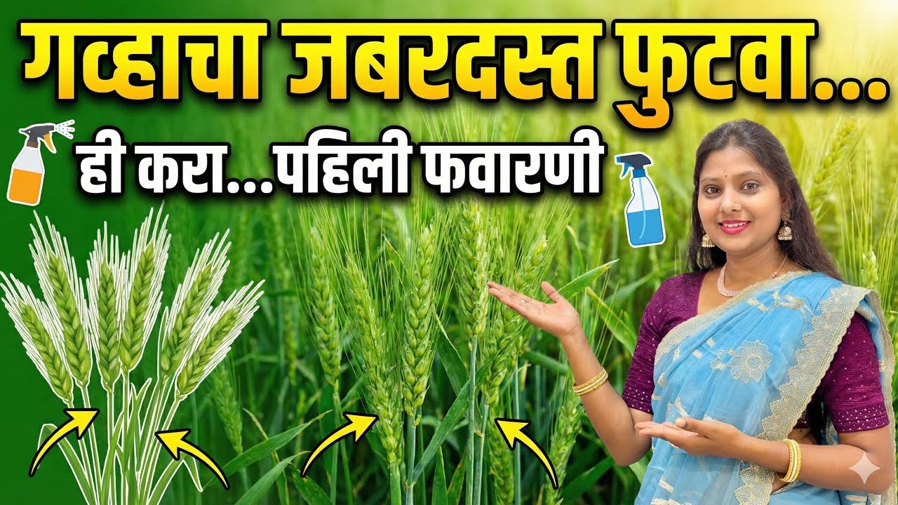 गहू पिकासाठी पहिली फवारणी कोणती पहा..?🤔 | गहू फुटवा वाढवण्यासाठी पहिली ...
