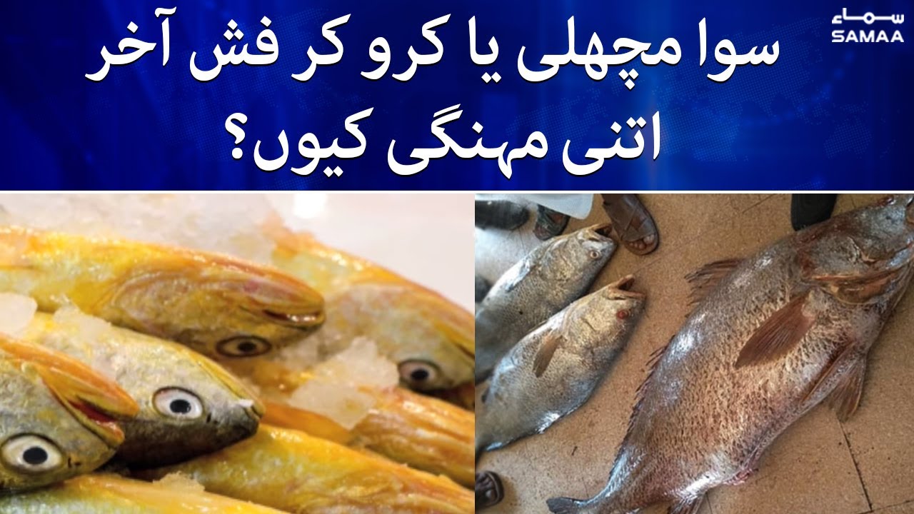 Sowa Machli Ya Carokar Fish itni mehengi kyun ? | SAMAA TV | 26th ...