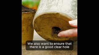 How To Pot Your Tree Gift