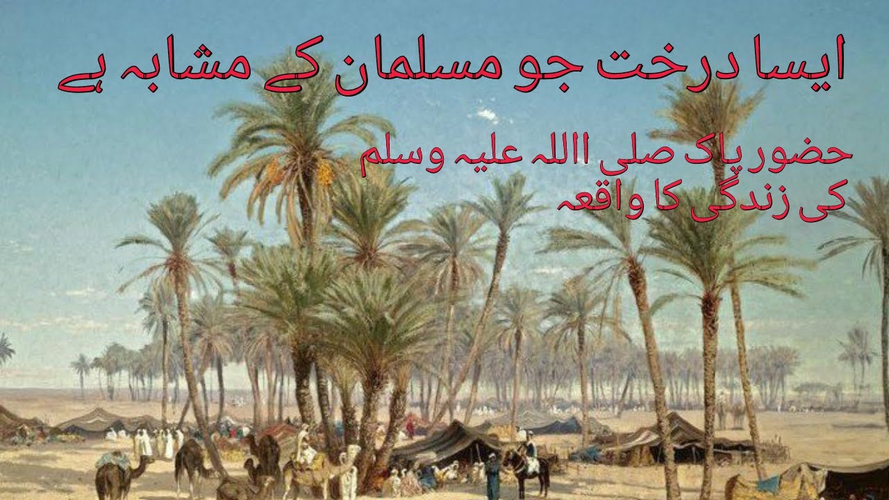 aisa darakhat jo musalman k mushaba hy islamic story | sacha waqaiya ...