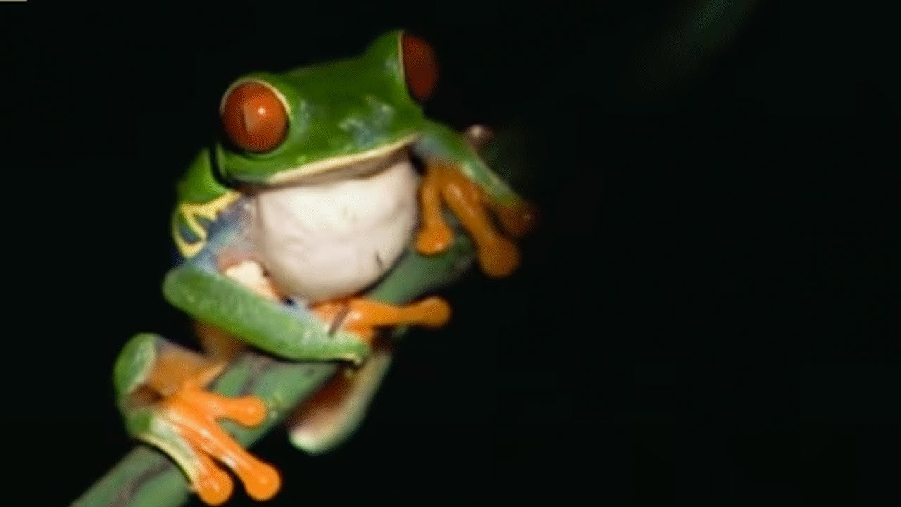 Rare Frogs & Endangered Species | Planet Earth | BBC Studios - YouTube