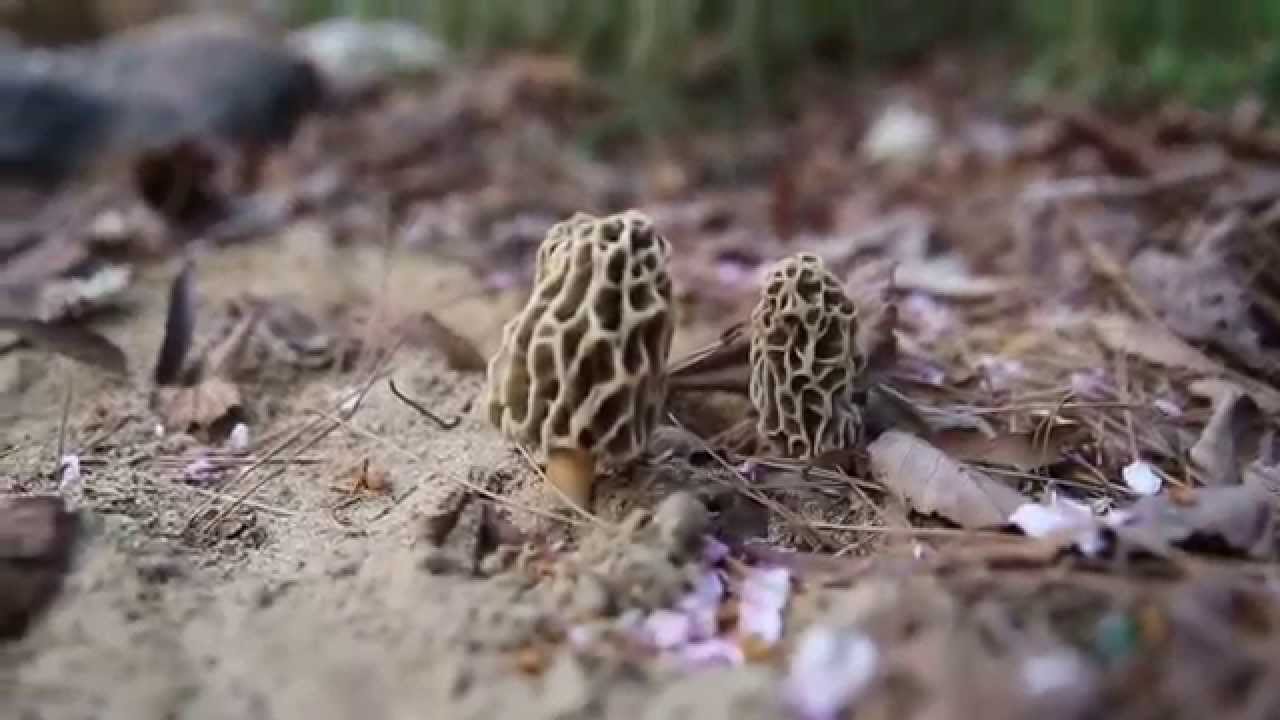 Discovering morel mushrooms in a pine forest Gathering Hunting - YouTube