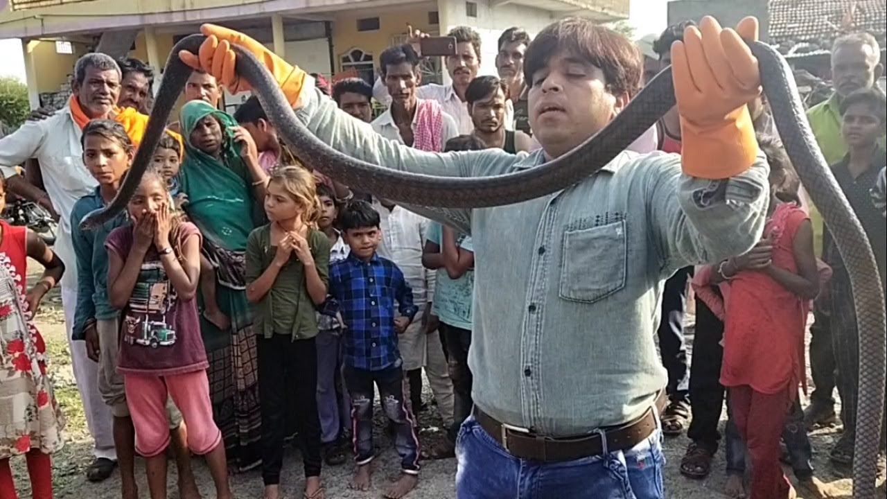 8 फीट लंबे सांप को पकडा | 8 foot snake caught in village | सांप देखने ...