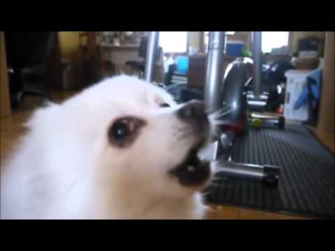 Battle against a true dog[YTPMV]