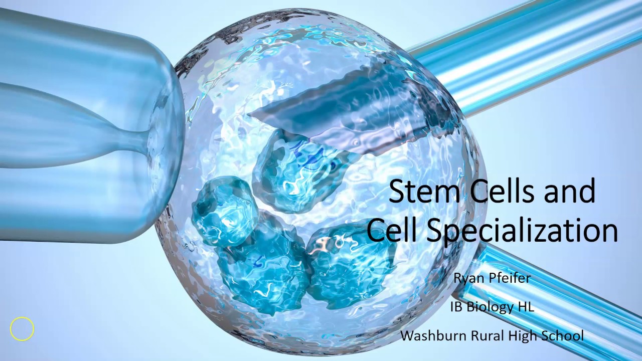 Stem Cells and Cell Specialization - YouTube