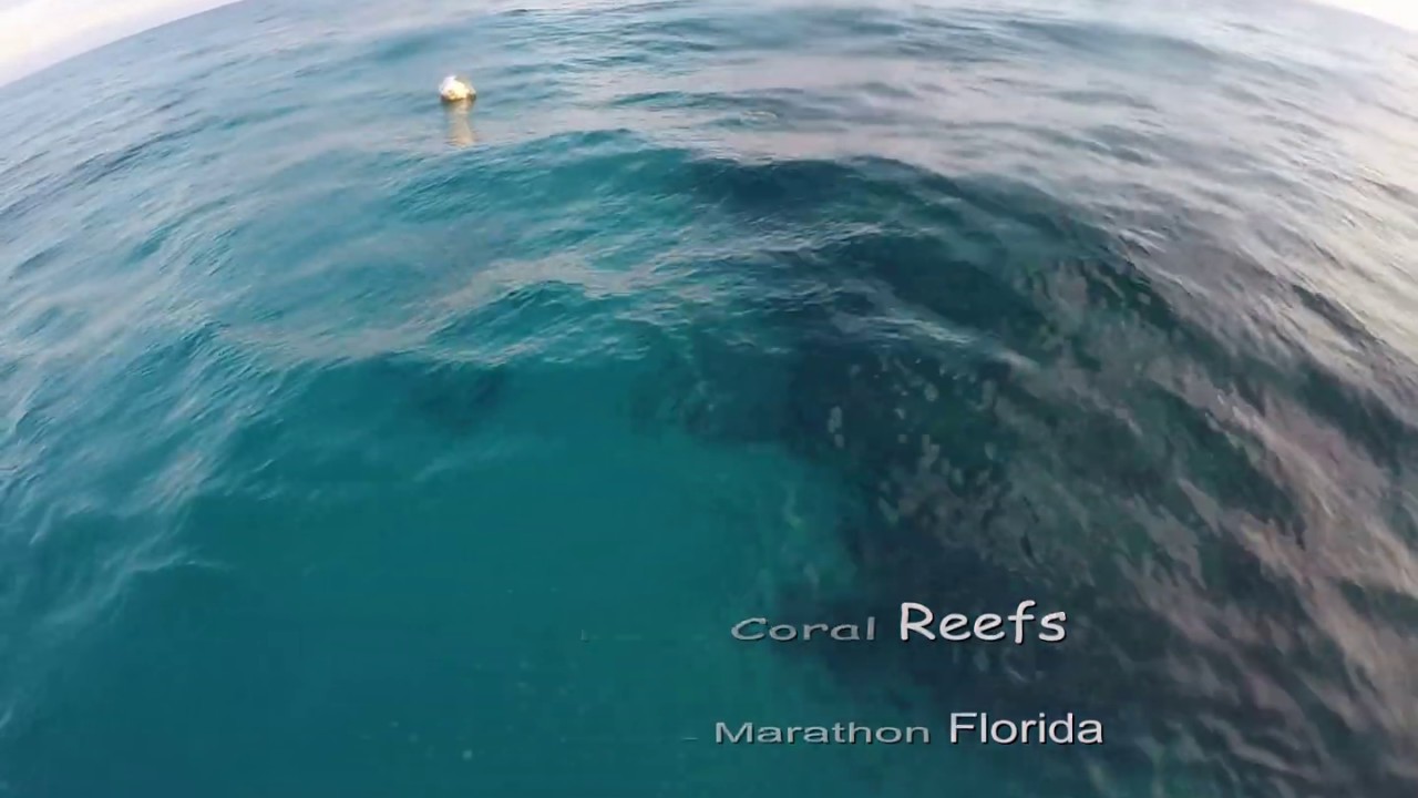 Florida Keys Coral Reefs : Sombrero Reef - YouTube