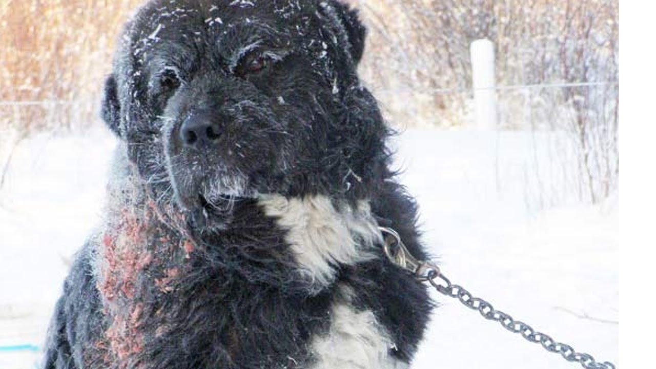 Chained In Freezing Cold - A Dog's Rescue and Happy Ending - YouTube