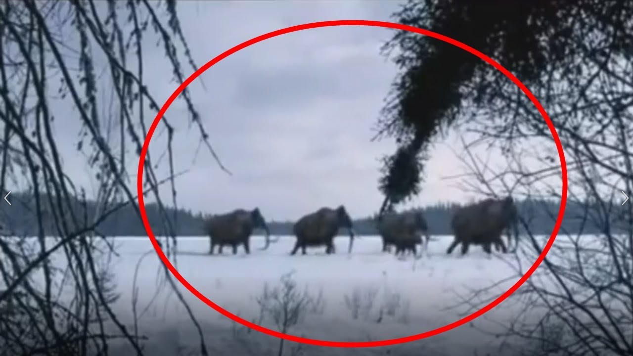 5 ECHTE AUFNAHMEN DIE EIN MAMMUTE ZEIGEN! - YouTube