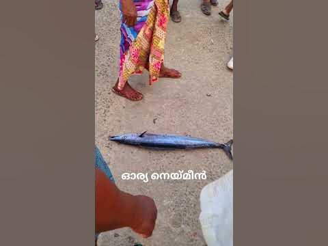 ഓര്യ naimeen 🐠 #fish #shorts - YouTube