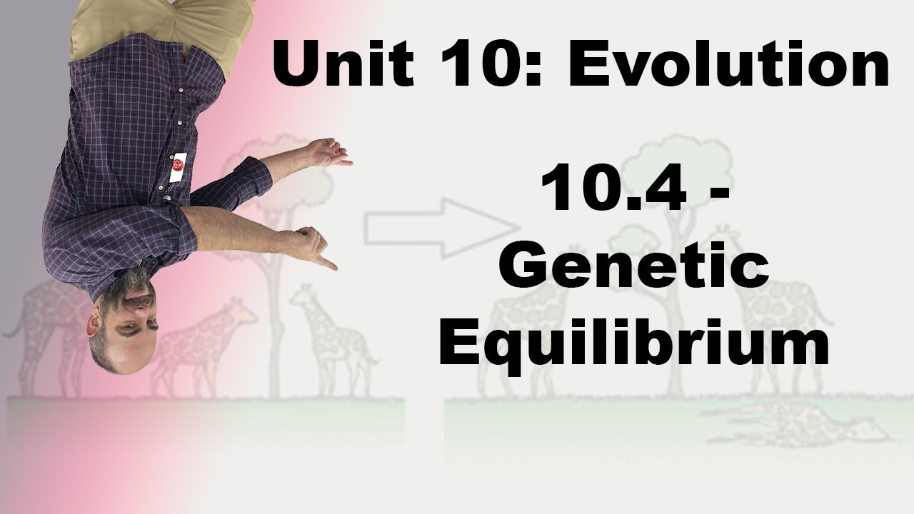 Honors Biology Unit 10 - 10.4 - Genetic Equilibrium - YouTube