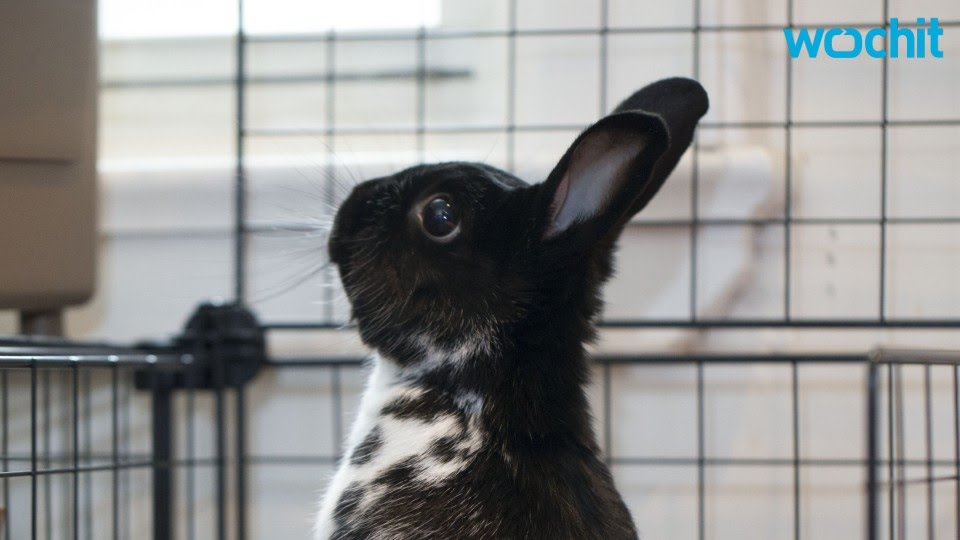 Disabled Bunny Receives His Own Wheelchair - YouTube