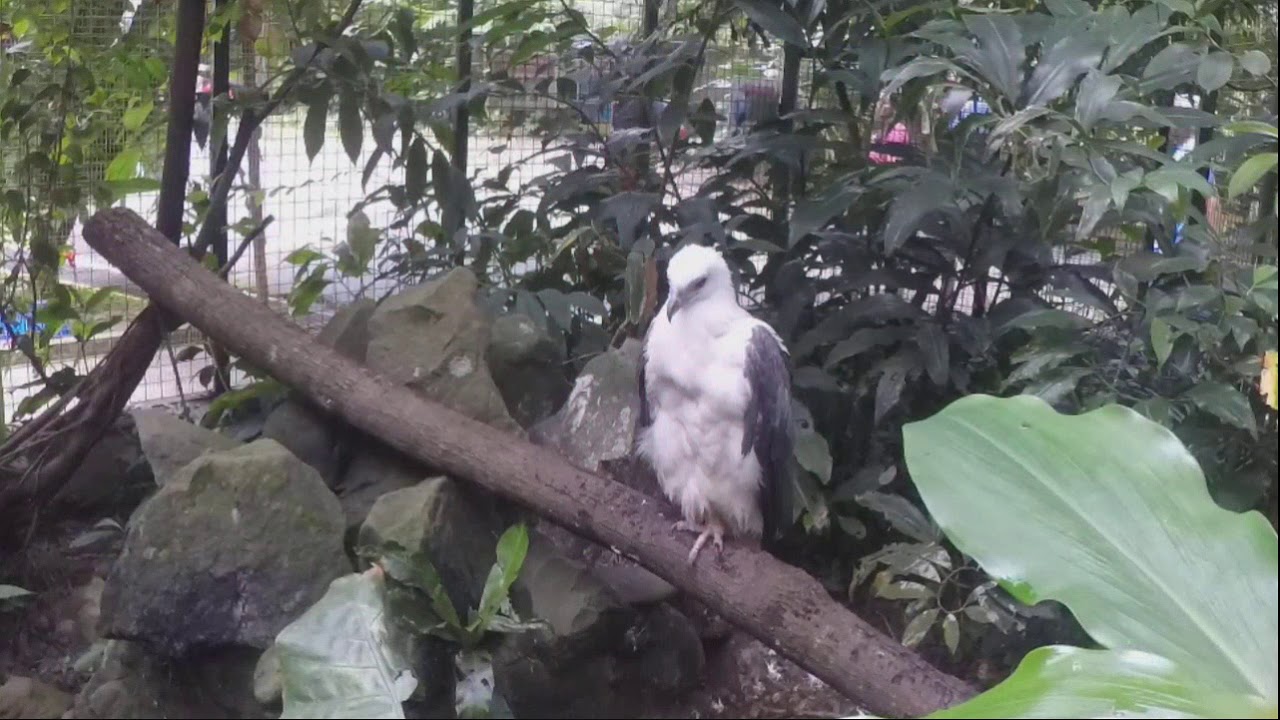 TRIP TO LOKAWI ZOO - YouTube