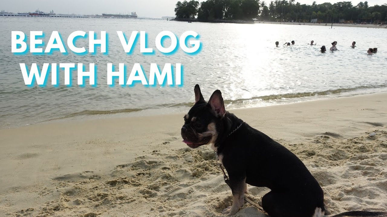 Hami the frenchie goes to the beach - YouTube