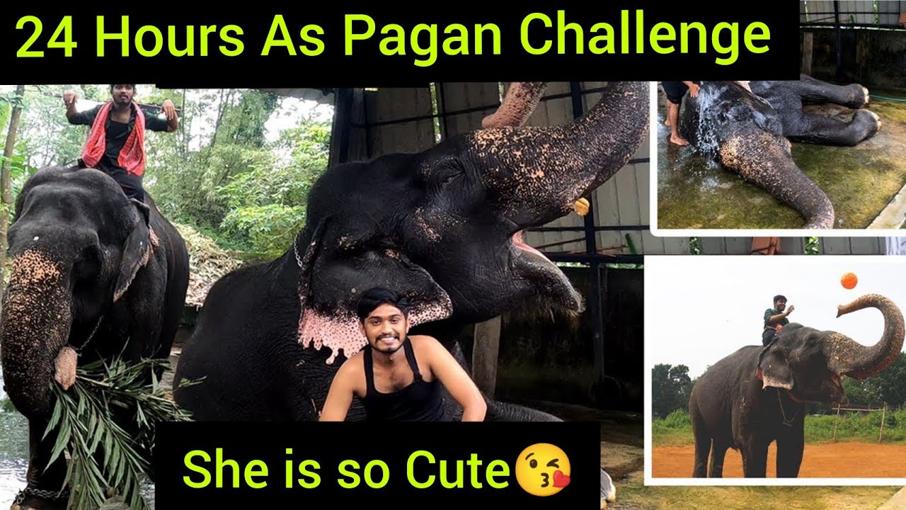 Feeding Elephant For A Day Challenge😱 *Scary* | Elephant🦣 JTS | 24 ...