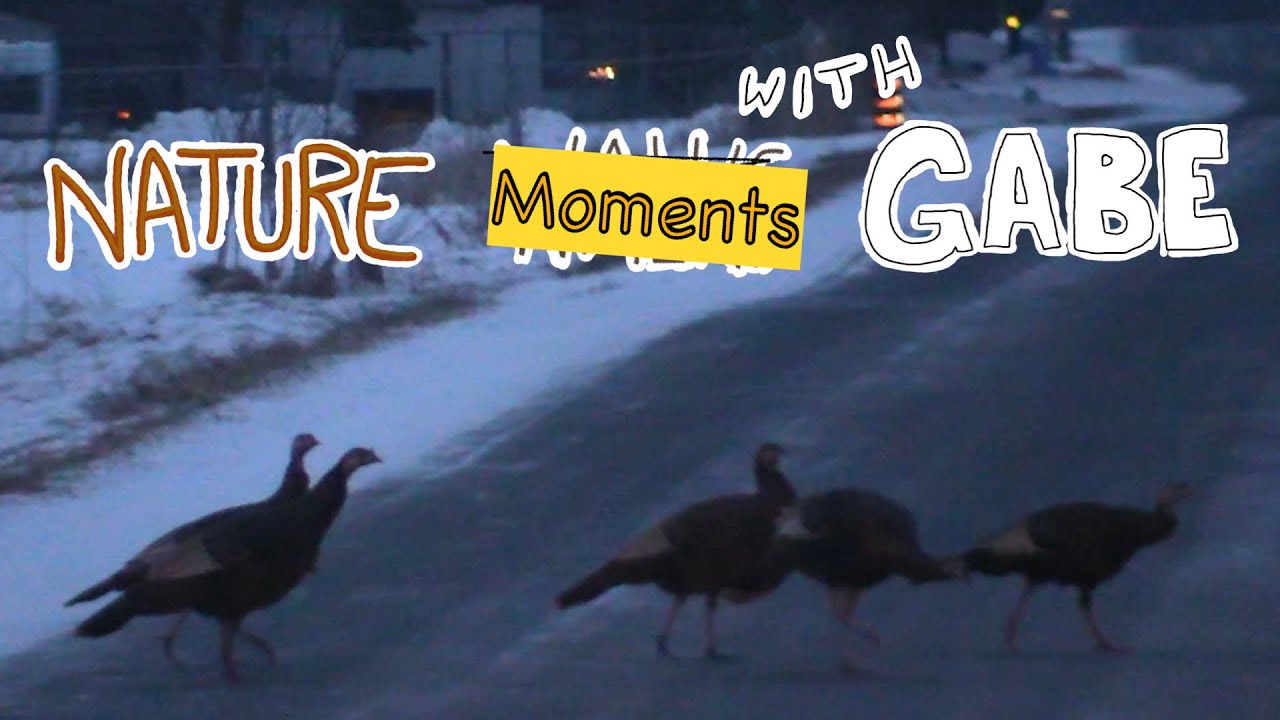 Nature Moments with Gabe #14. Wild Turkeys crossing the road - YouTube
