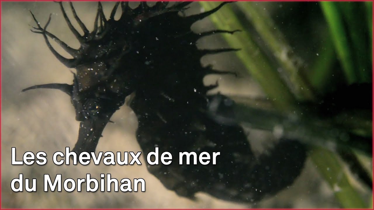 Le cheval de mer du Morbihan - YouTube