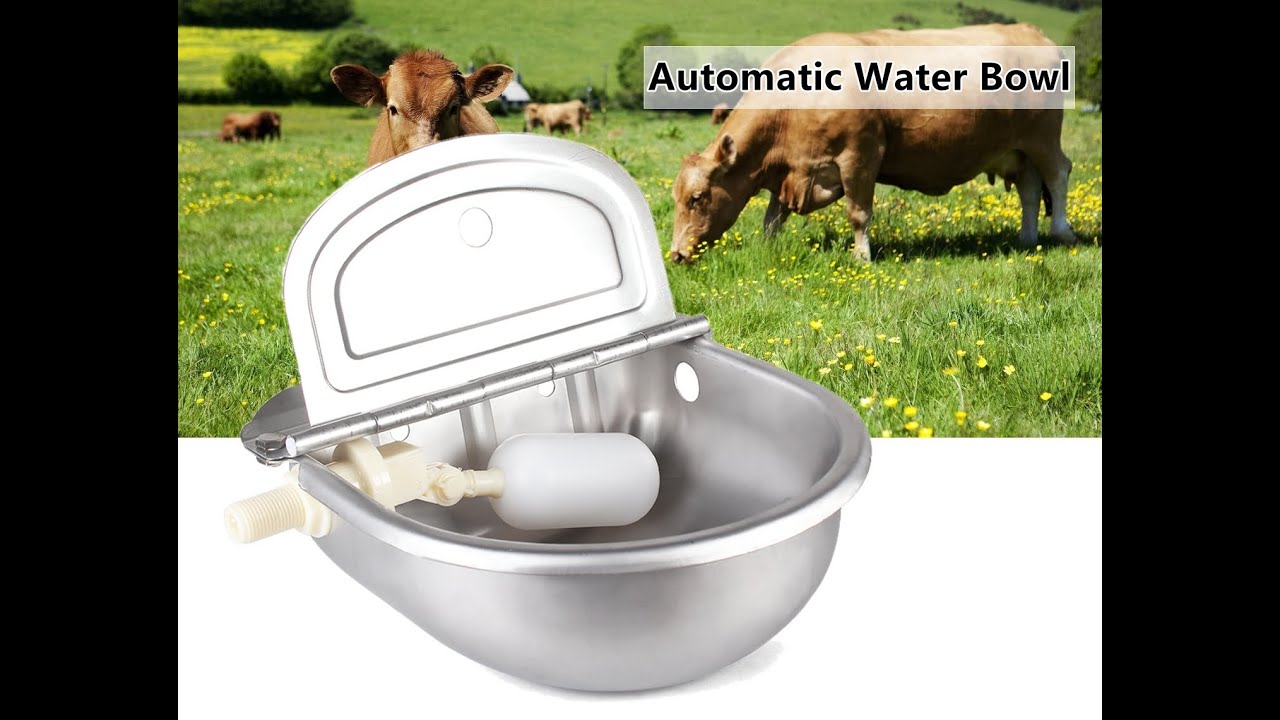 Automatic Water Bowl Water Trough Bowl - YouTube