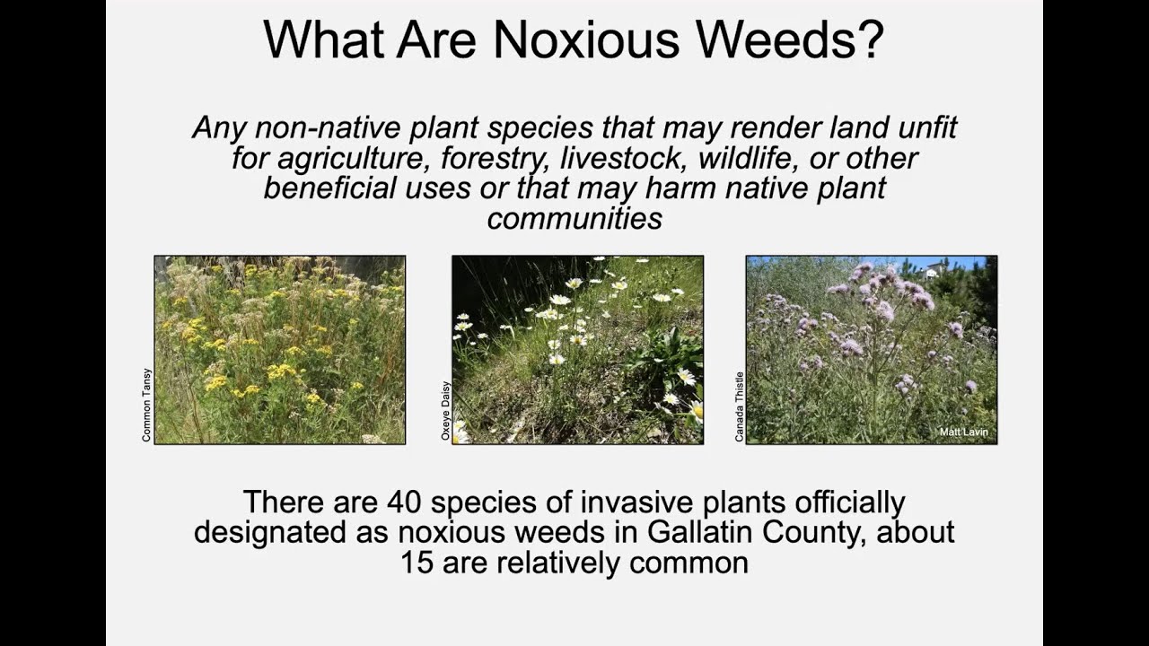 Gallatin Conservation District Noxious Weed & Invasive Species Workshop ...