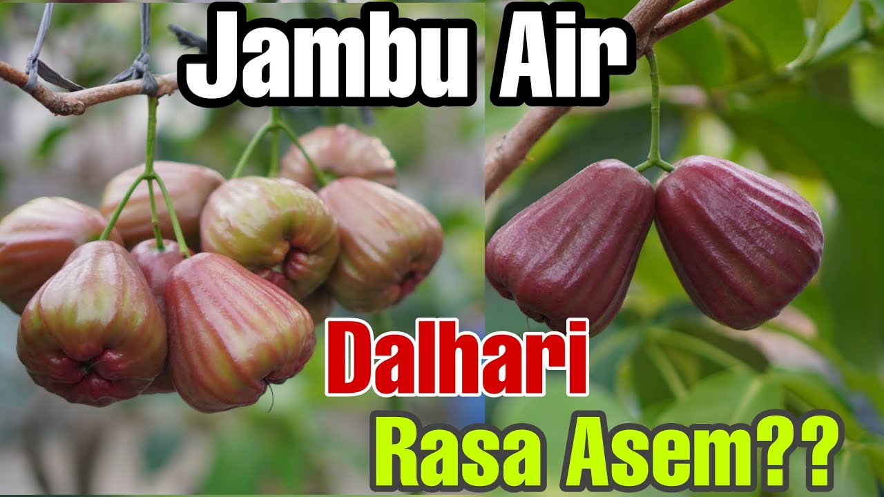 Jambu Air Dalhari Apa Benar Rasa Asem??? - YouTube