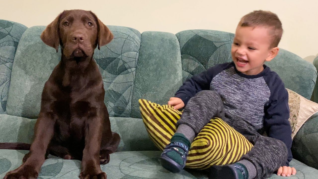 Cute Kid Feeds a Chocolate Labrador Retriever Puppy. - YouTube