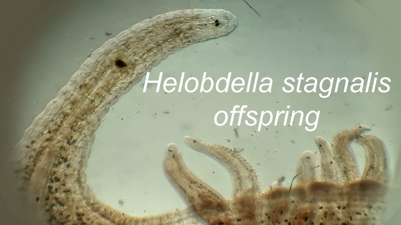 Helobdella parental care - YouTube