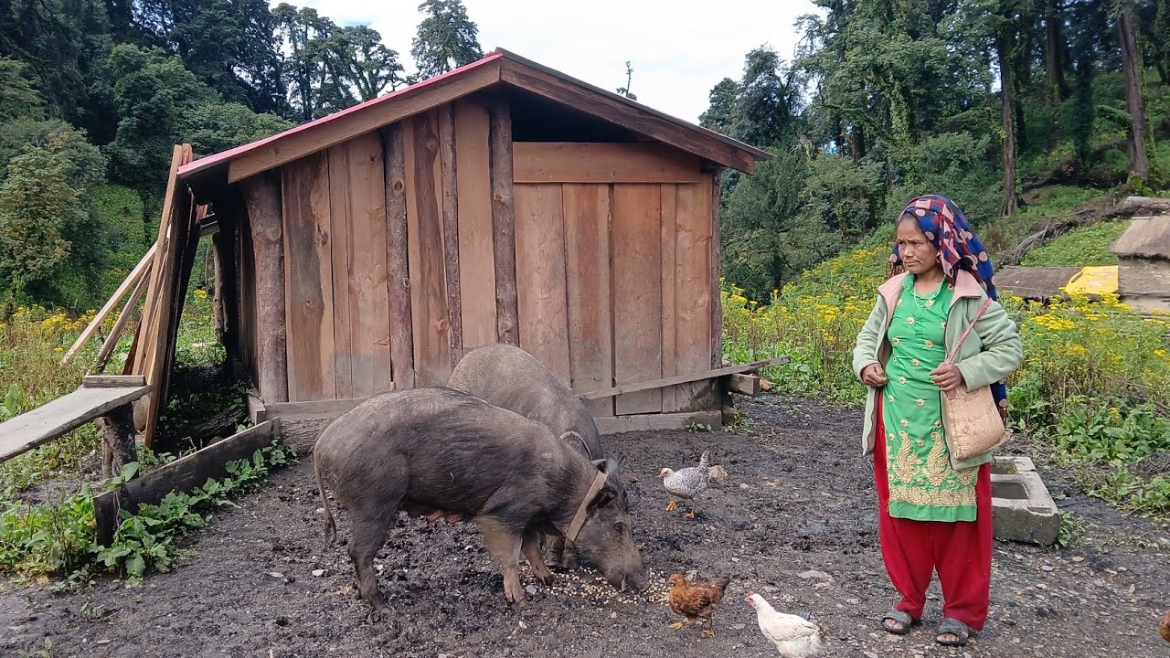 Nepali Cooking 🍳 chicken 🐔 and popular Himalayan village Life(Ep3 ...