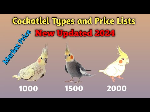 Cockatiel Types and Price List in India, Cockatiel birds varieties, Gk ...