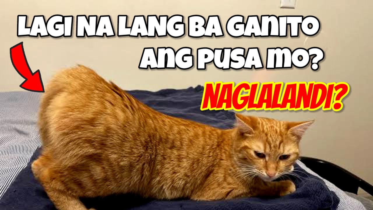 PUSA MO NA LAGING BUNTIS ANO BANG DAPAT GAWIN? CAT IN HEAT MEANING ...
