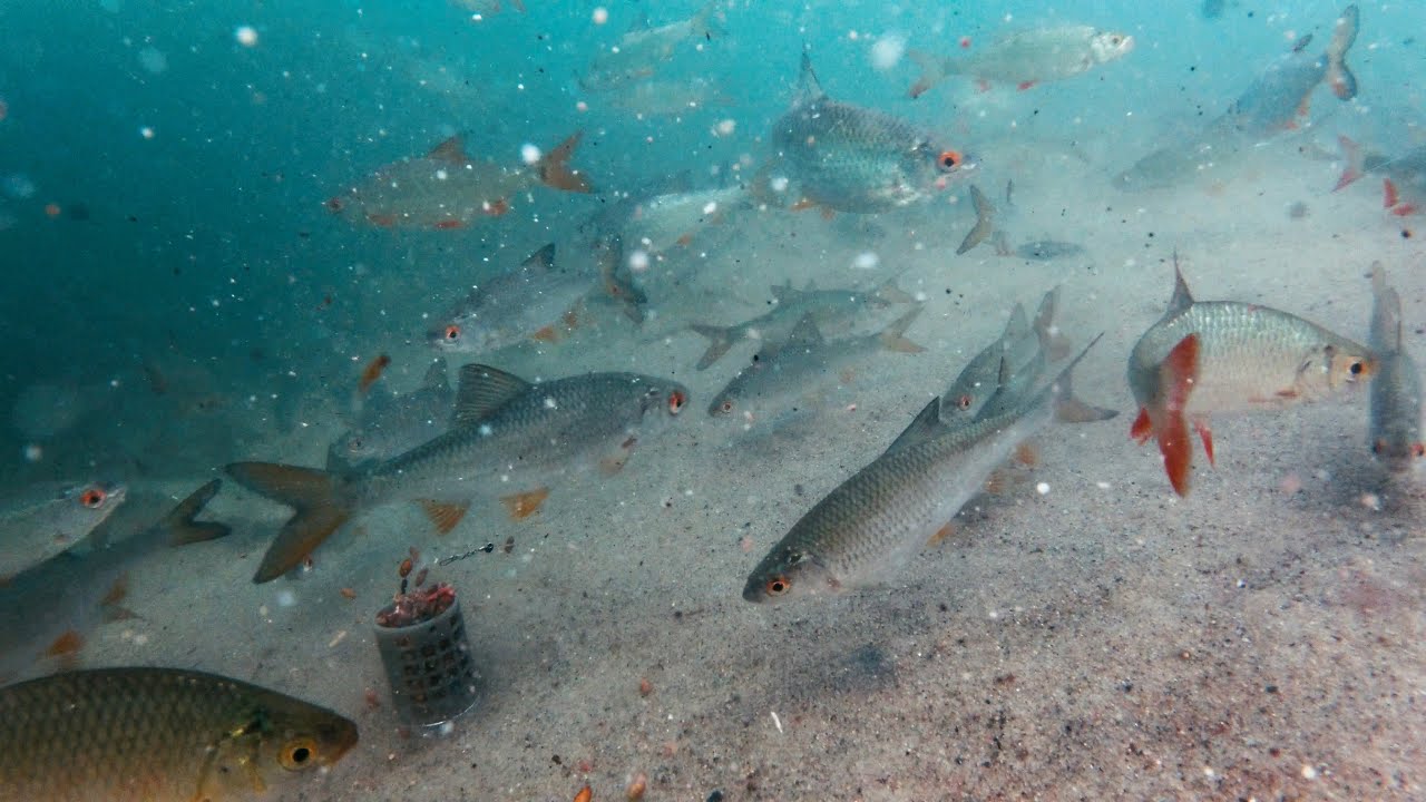 Fish Reaction on Caster Underwater while Prebaiting / Реакция Рыбы на ...