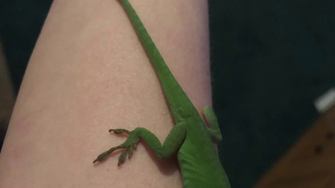 Lizard On The Loose - YouTube