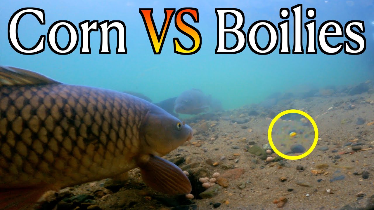 The result of carp fishing by scattering many boilies and using a ...