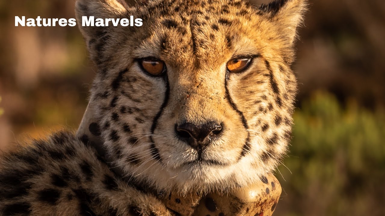 Speed Demons of the Savannah| A Closer Look at Cheetah Adaptations ...