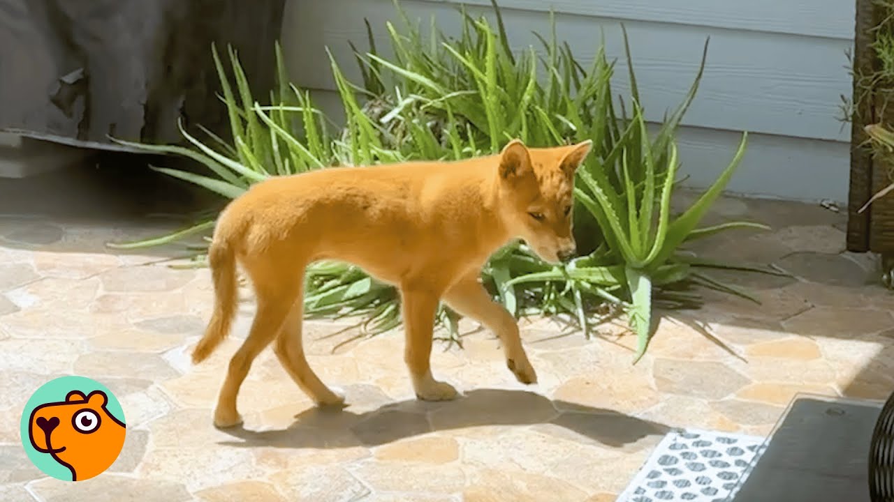 Couple Realizes Coyote Pup In Garden Isn’t What It Seems | Cuddle ...