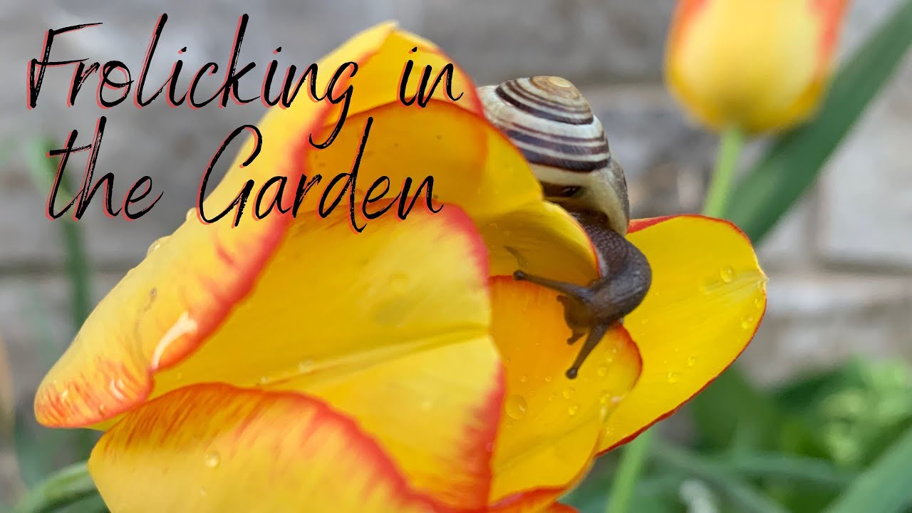 Frolic in the Garden LEAVES Ep 6 - YouTube