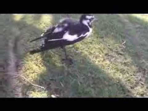 magpie swoop gone wrong - YouTube