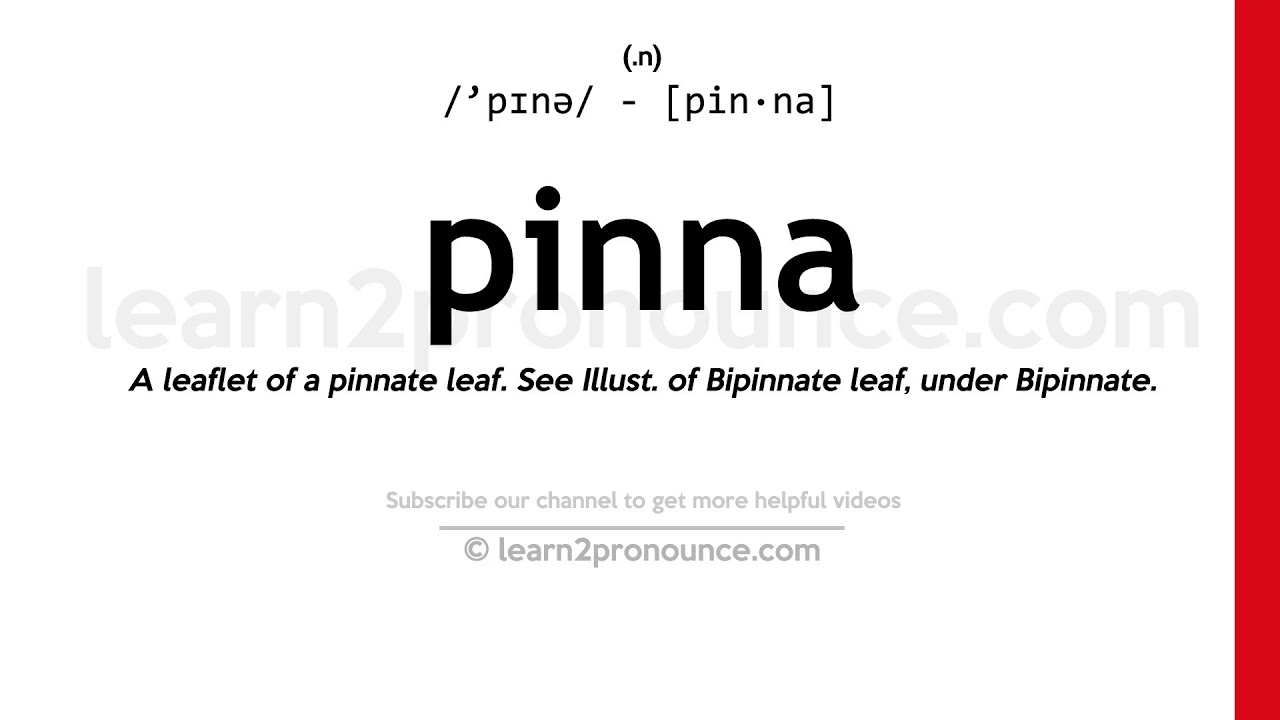 Pronunciation of Pinna | Definition of Pinna - YouTube