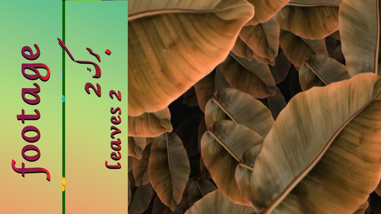 leaves2. برگ۲ - YouTube