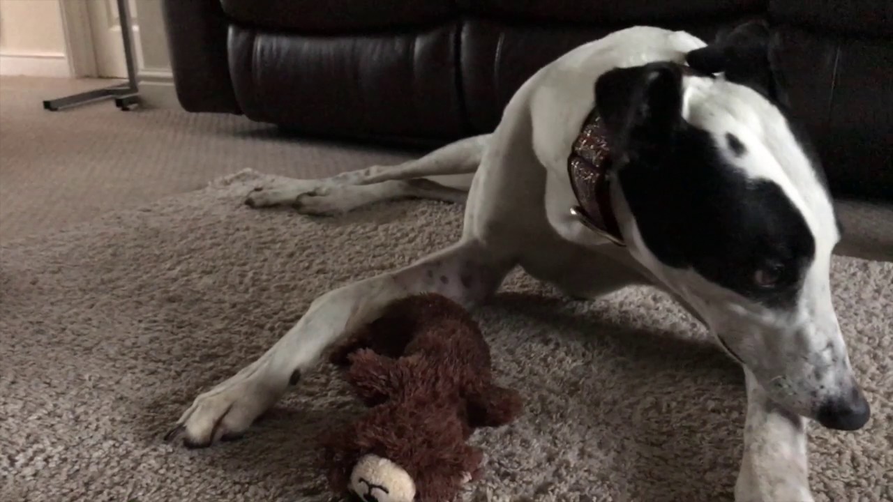 Greyhound First Day At Home - YouTube