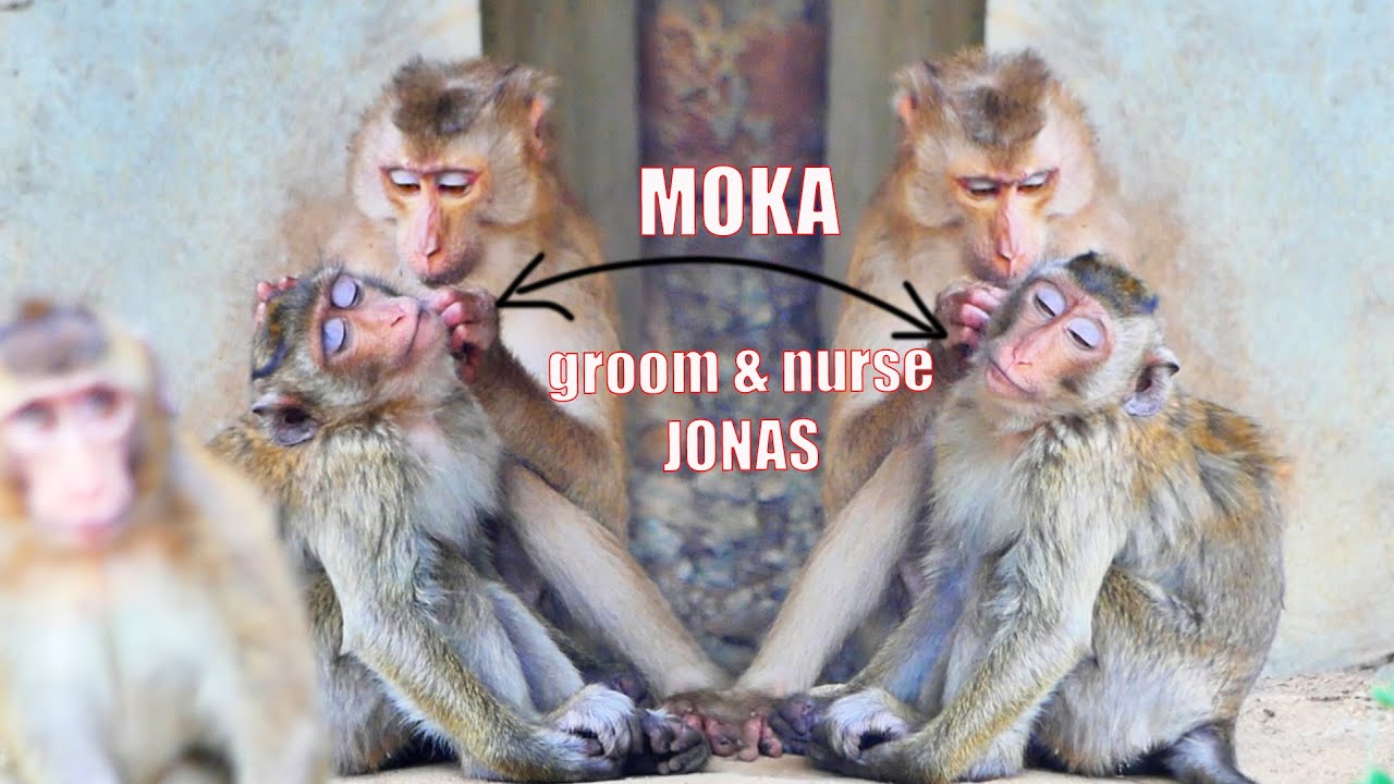 Good Job... So sweet Idol monkey MOKA grooms and nurses a little JONAS ...