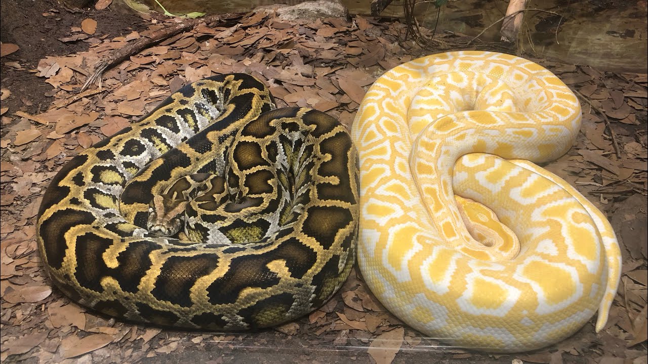 Lindas cobras || Beautiful Snakes - YouTube