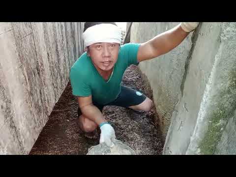 Paano ko PUKSAIN ang nakakadiring MAGGOT or UOD ng LANGAW sa aking ...