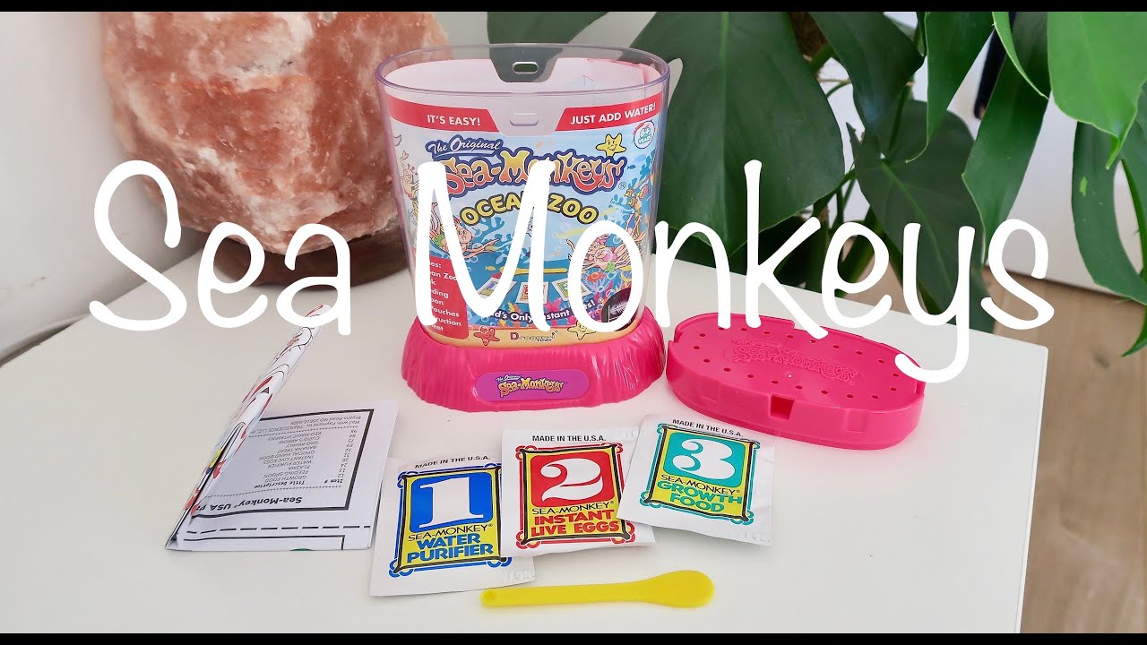 Setting up Sea Monkeys! - YouTube