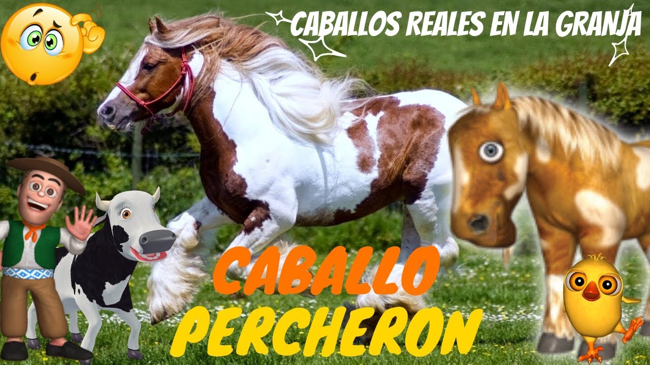 LA GRANJA DE ZENON.PERCHERON Y SUS AMIGOS.CABALLOS REALES EN LA GRANJA ...