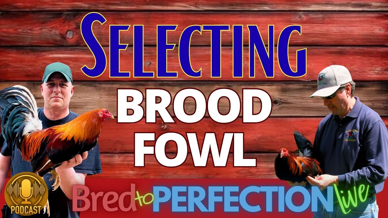 Ep182 – How to Select the Proper Brood Fowl: A Five Stage Process - YouTube