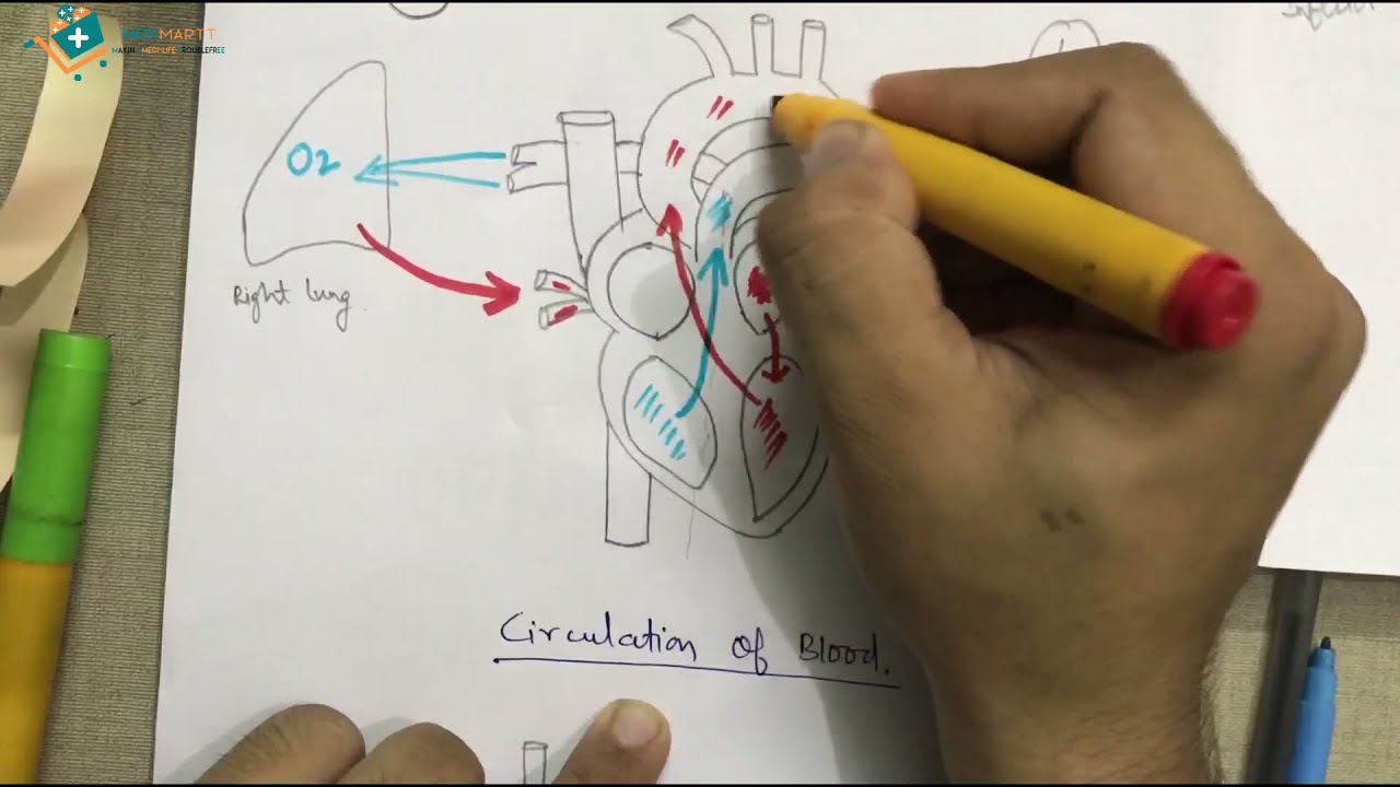 3 Types of Circulation (with Diagramatic explaination) #anatomy - YouTube