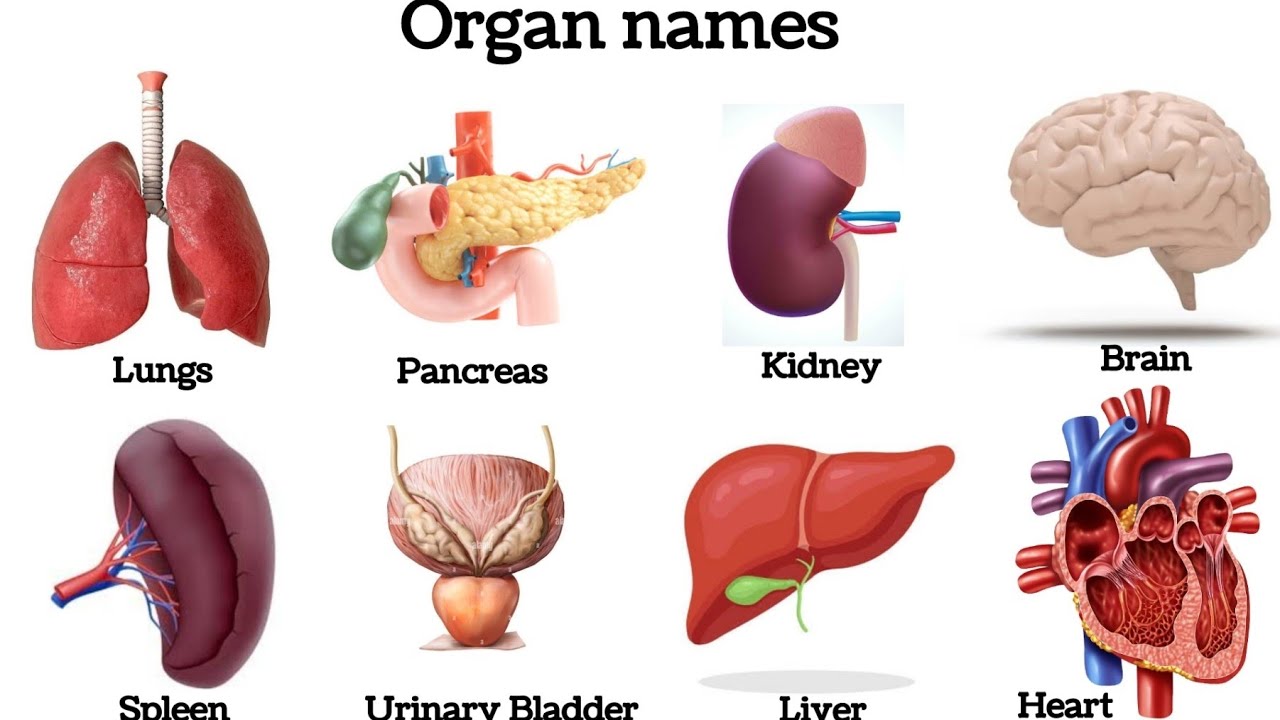 Organ names - YouTube