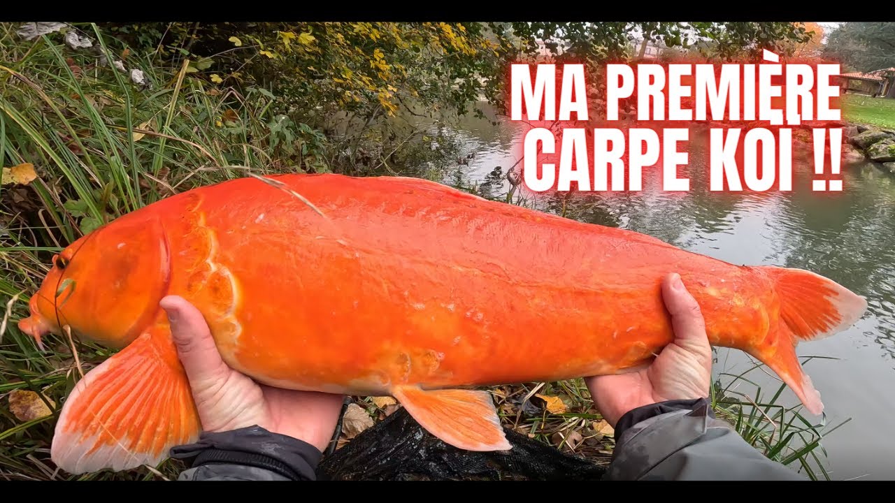Je pêche un POISSON RARE dans cette rivière !! ( carpe koi ) - YouTube