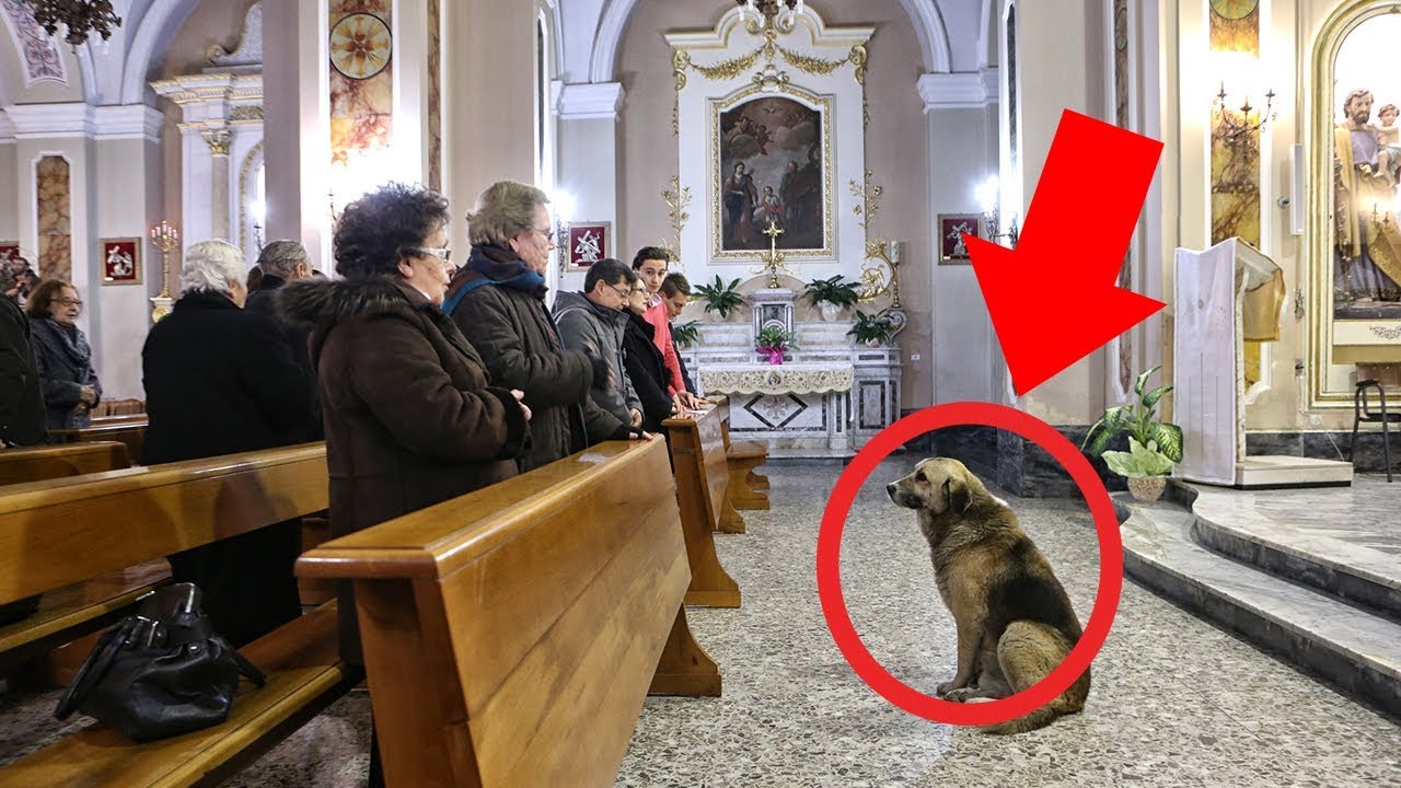 I Thought It Was Funny Seeing This Dog At Church Until I Read Why - YouTube