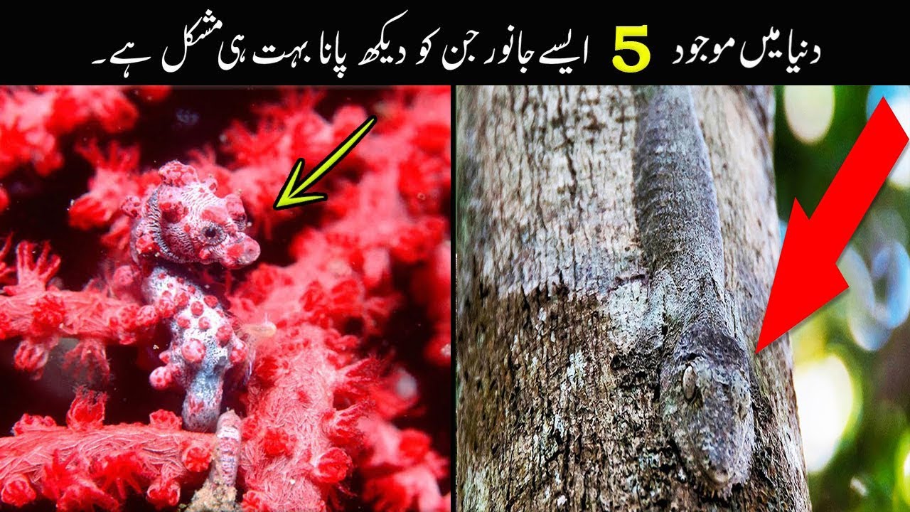 5 most invisible animals in the world 2020 || میں دنیا کے 5 انتہائی ...